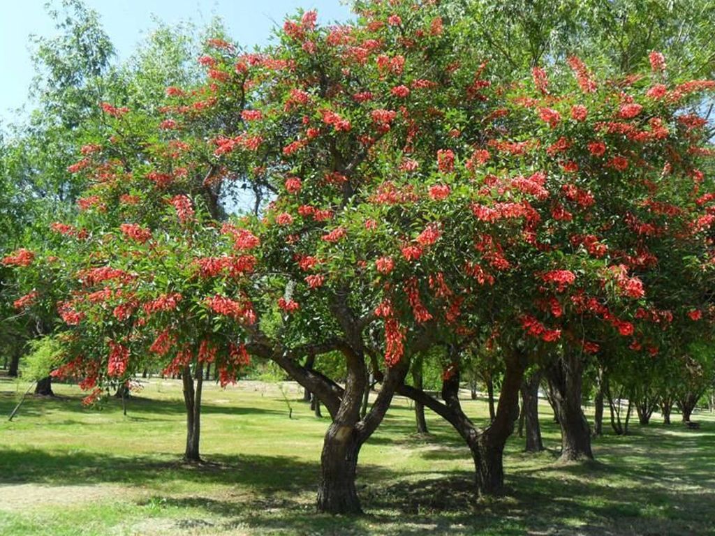 Plantarán 50 ceibos en el parque Xibi-Xibi