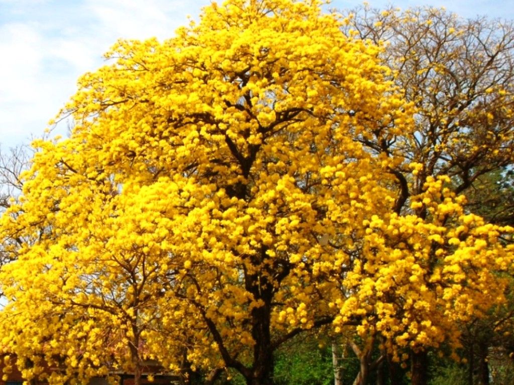 Lapachos adornan la ciudad y localidades del interior