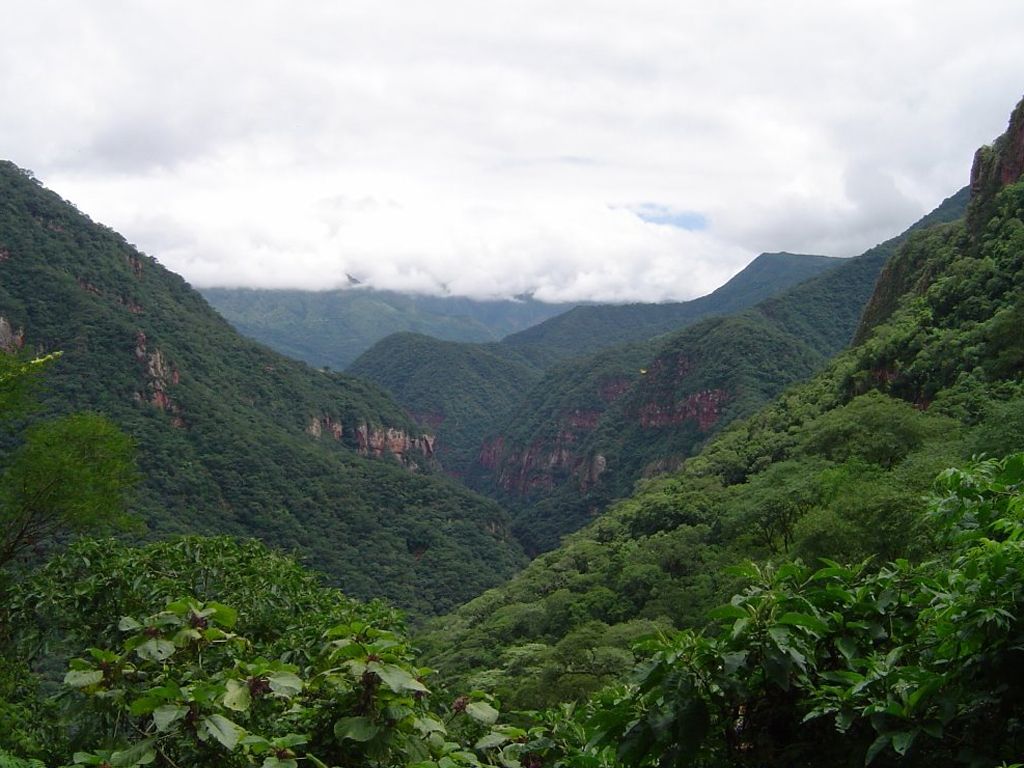 Buscan conservar especies amenazadas en las Yungas