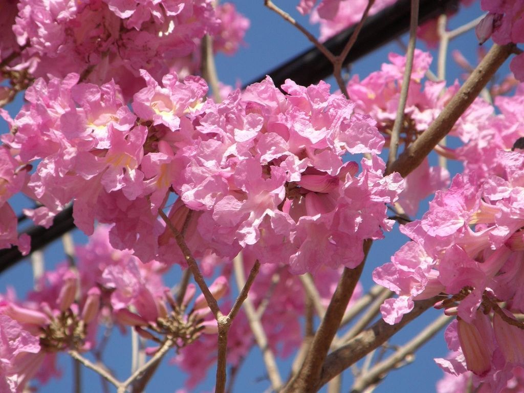 El lapacho pinta año tras año la geografía jujeña