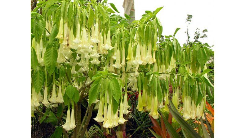 Mitos y verdades sobre la burundanga o escopolamina