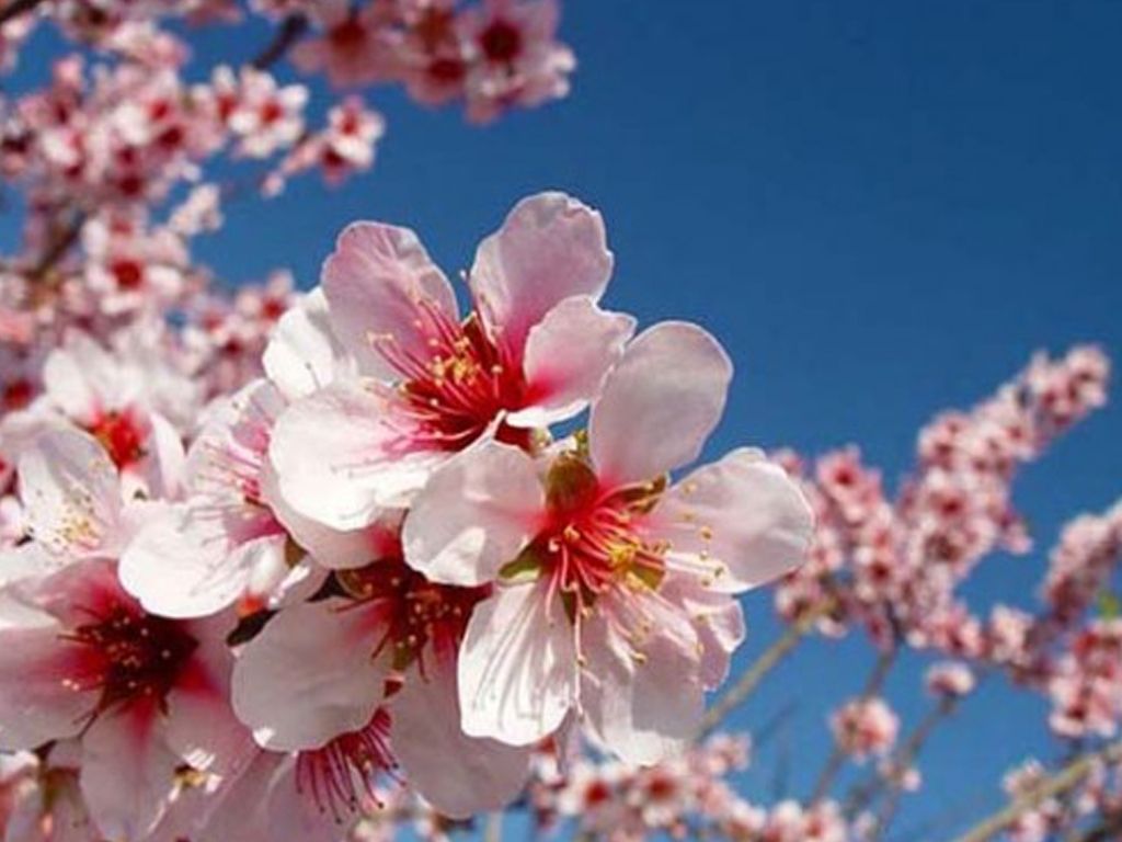 ¿Cómo saben las plantas que deben florecer?