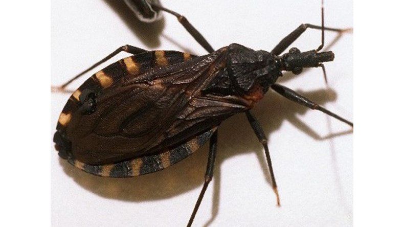 ¿Qué insectos habitan en nuestras casas?