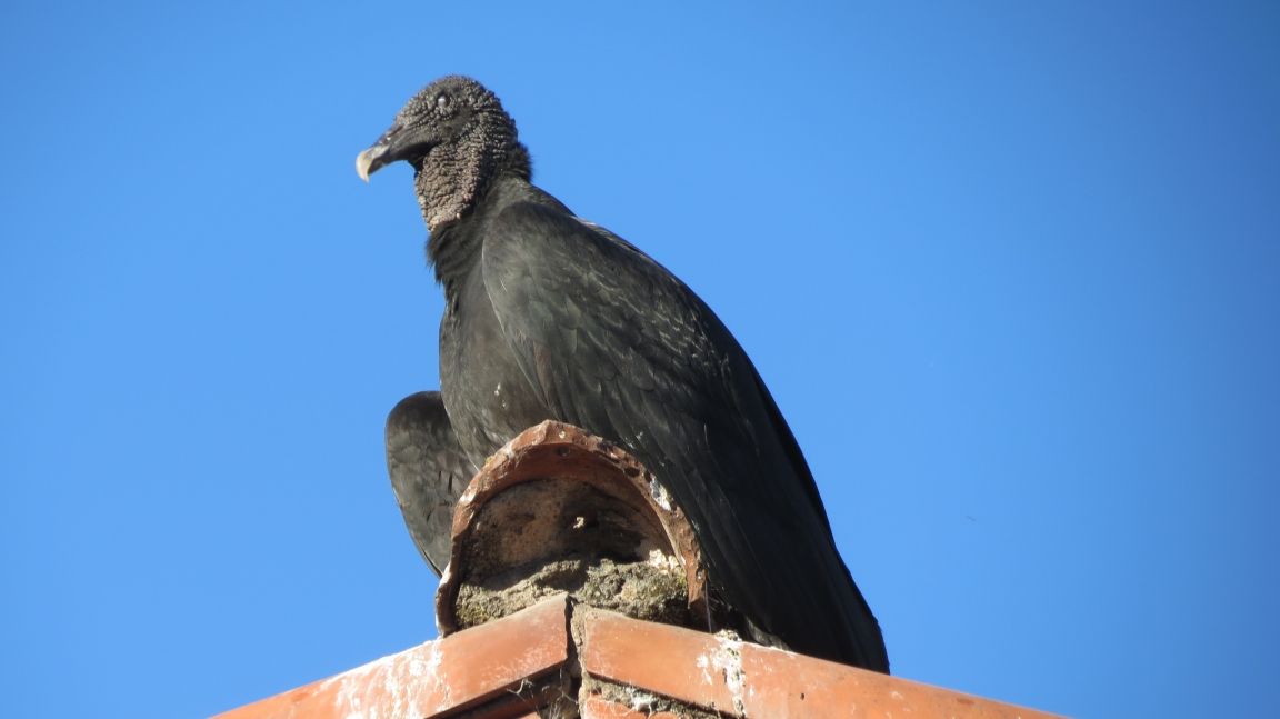 Diversidad jujeña: Una extraña ave fue avistada en las calles céntricas