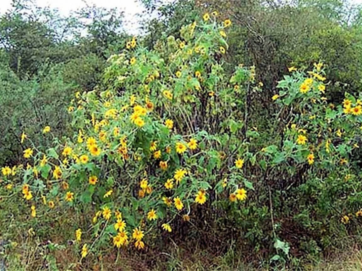 Instan a controlar el pasto cubano