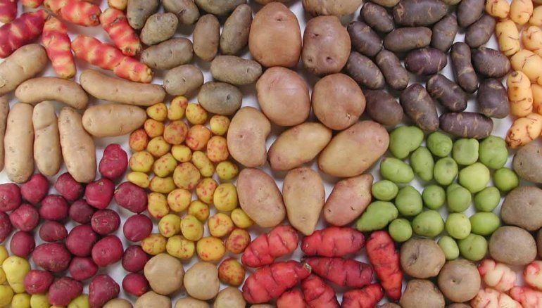 El Atlas Mundial de Comidas destaca las papas andinas de la Quebrada de ...