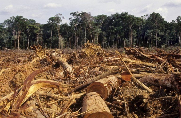 La destrucción de ecosistemas provocará nuevas enfermedades