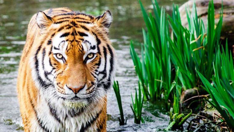 La Sexta Extinción Masiva La Onu Alerta Que Un Millón De Especies