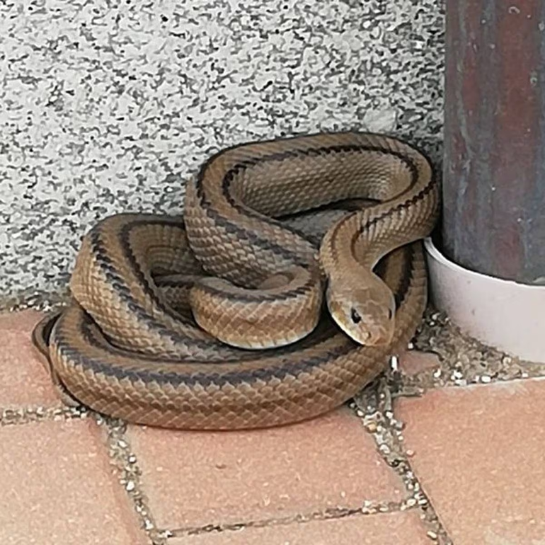 ¿Cuál es la diferencia entre una serpiente, una víbora y una culebra?