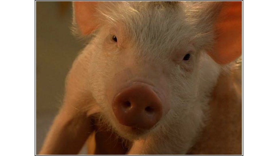 Murió la voz de Babe, el Chanchito valiente