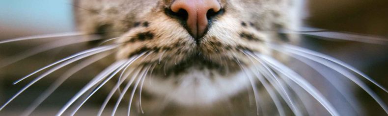 Cómo se llaman los bigotes de los gatos y qué función tienen