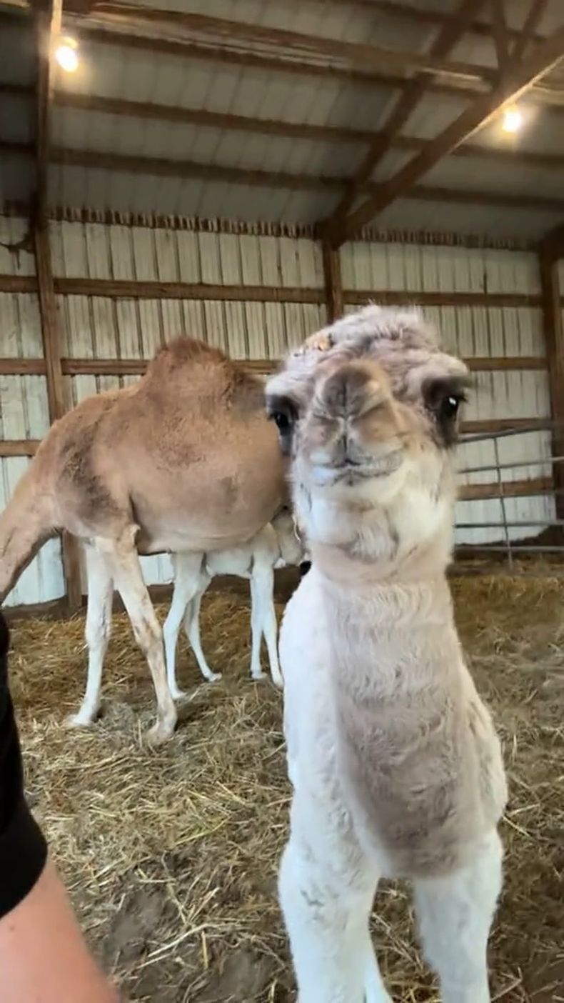 Un camello bebé saludó de una forma particular y fue viral en redes