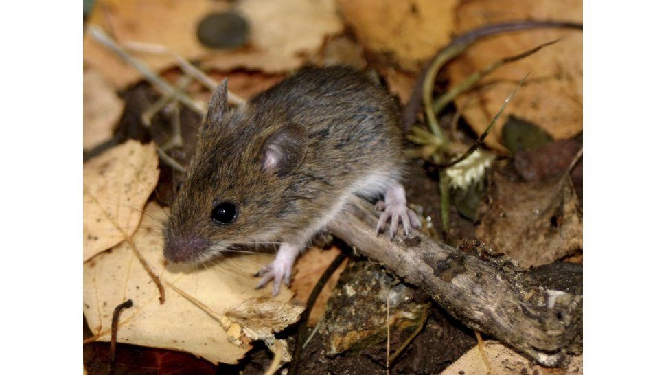 Hantavirus: todo lo que tenés que saber