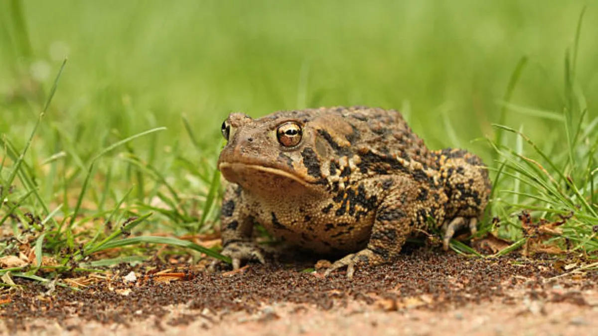 Aparición de sapos en las casas: ¿Qué significa?