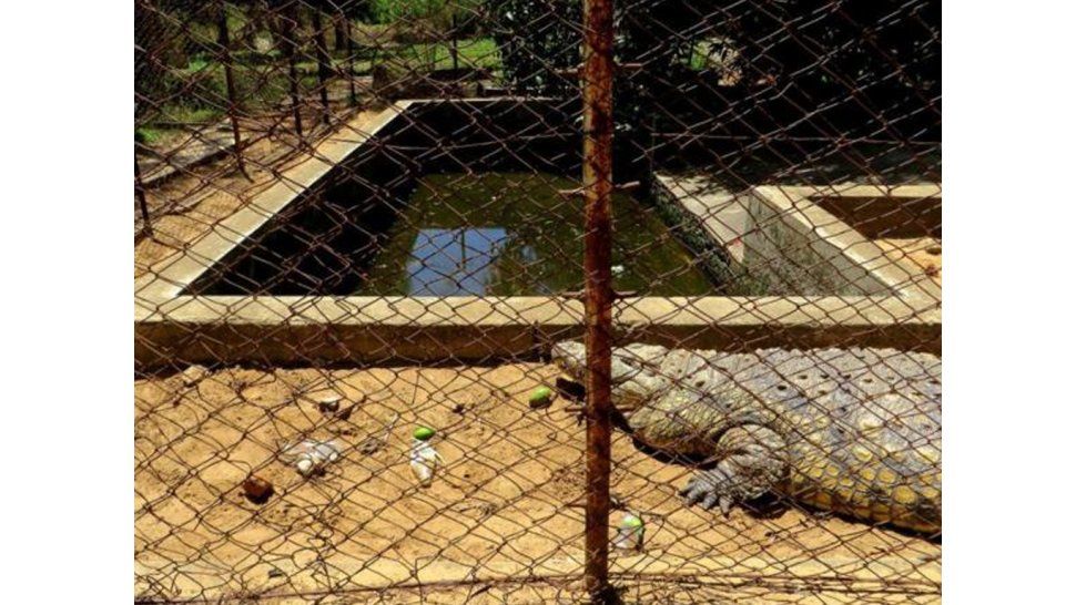 Trágica historia de un zoológico en Mozambique