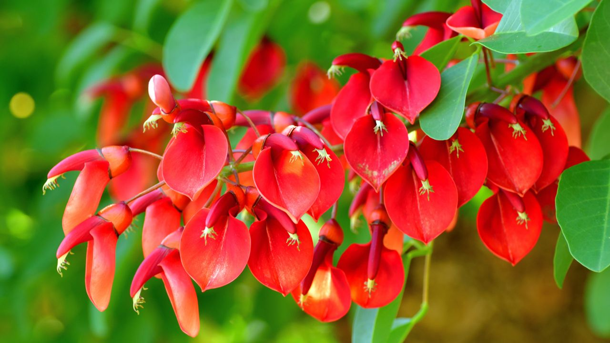 Hoy se celebra el Día Nacional del Ceibo