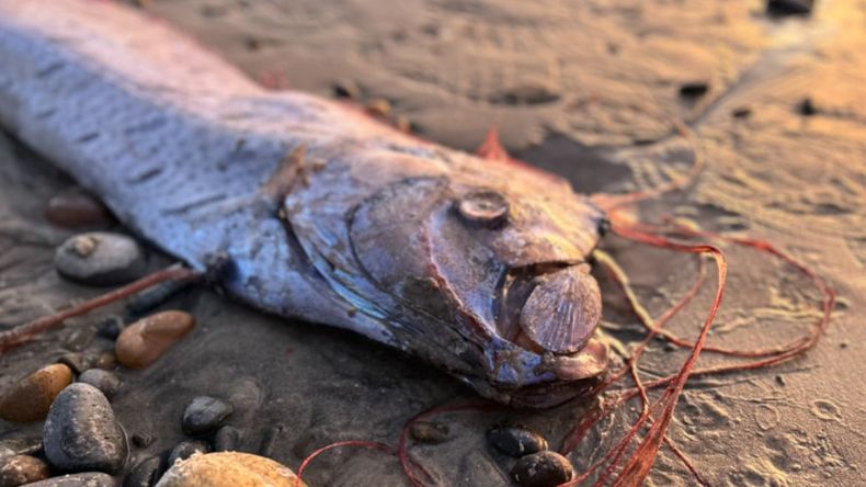 Apareció un pez muerto en California que presagia el fin del mundo