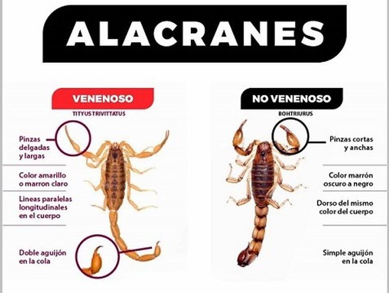 Alacranes en Jujuy: cómo identificar a los venenosos
