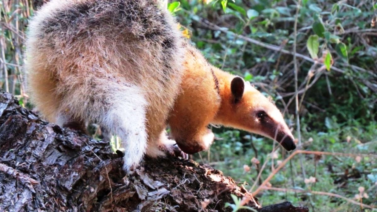 Gestión ambiental recuperó y liberó un oso melero