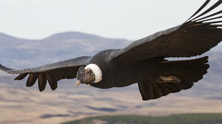 Trabajan para recuperar al cóndor andino encontrado en Salta que no ...
