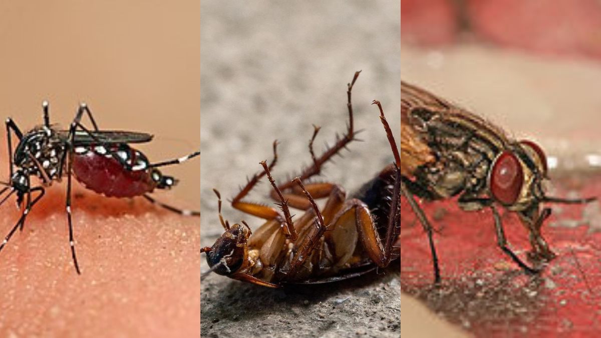 Control de plagas: cómo combatirlas dentro de casa