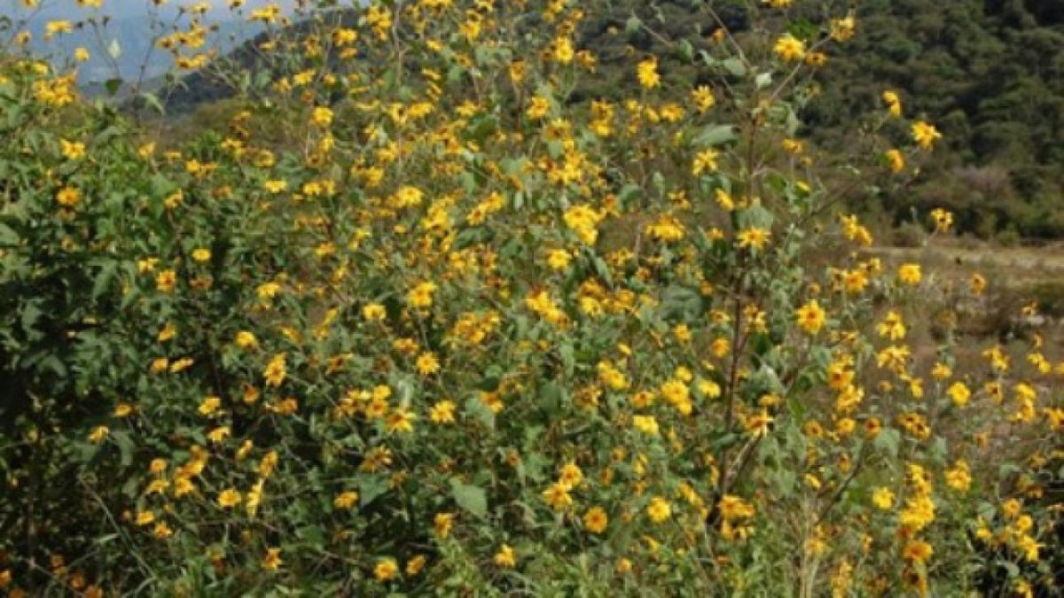 Control de pasto cubano en fincas