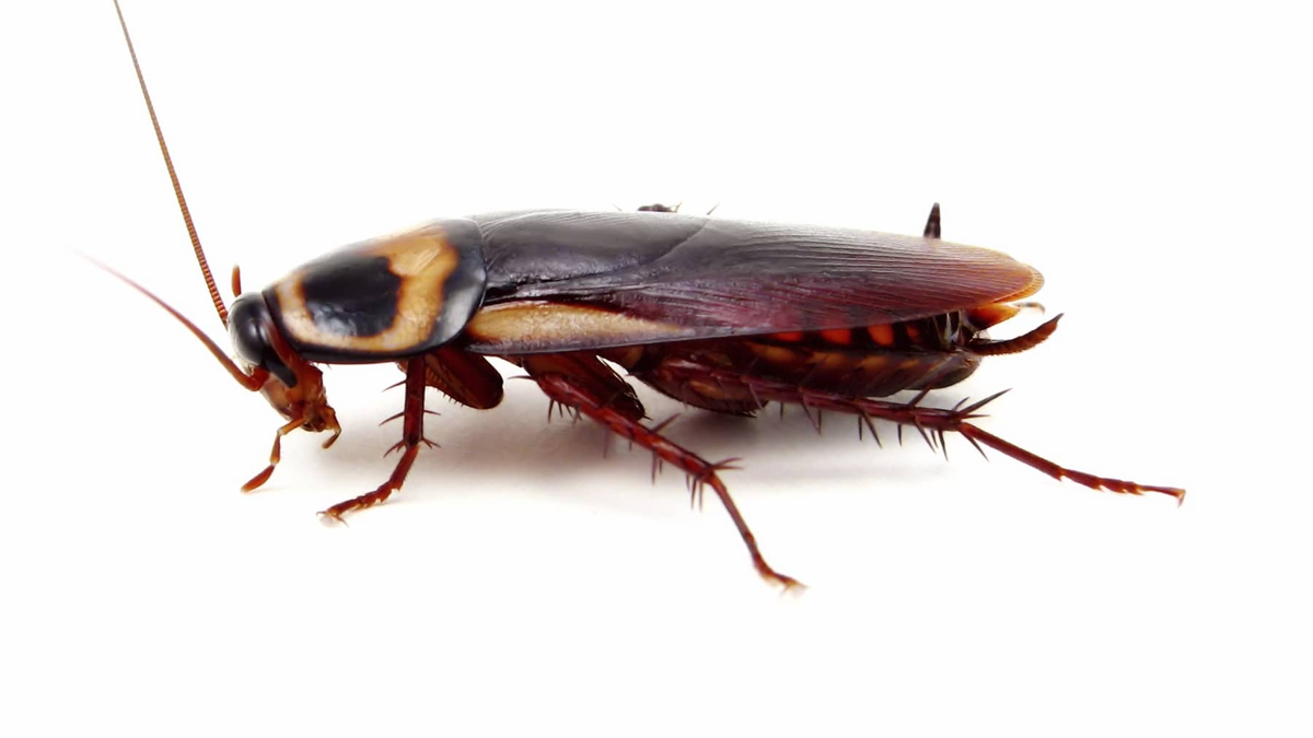 Cucarachas: ¿Qué significa tenerlas en casa?