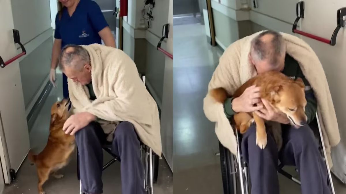 Así fue el emotivo reencuentro entre un hombre y su perro tras 82 días ...