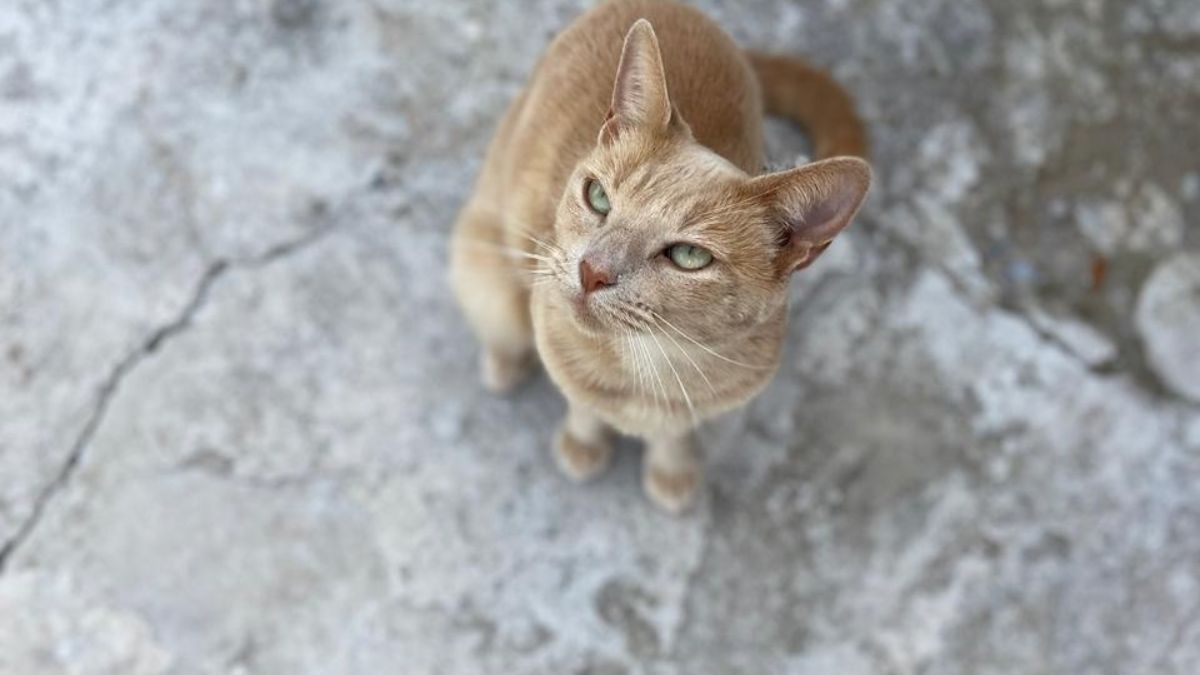 ¿Qué significa cuando un gato desconocido entra a tu casa?