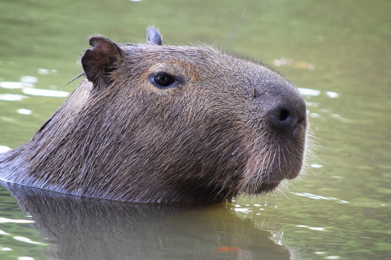 Cómo le dicen al carpincho o capibara en Colombia