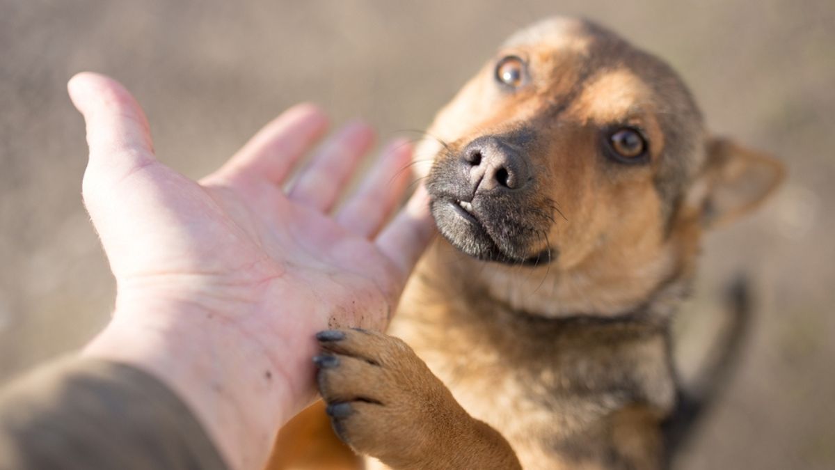 Día Del Perro Callejero ¿cómo Ayudar En Jujuy