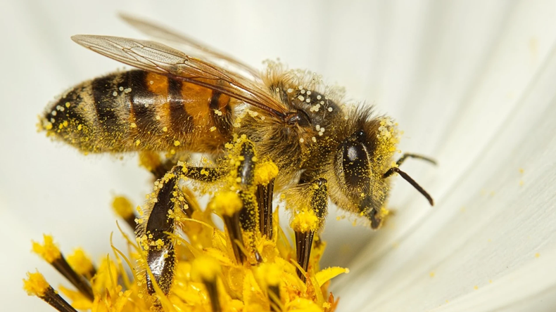 ¿Por qué la abeja es el ser vivo más importante del mundo?