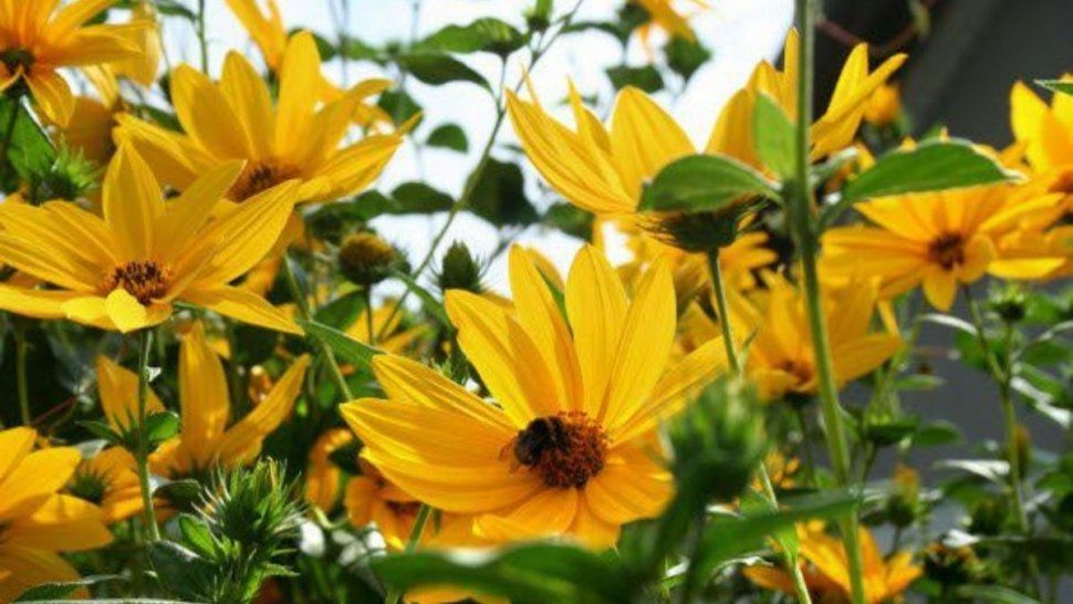 Pasto Cubano...¿Cómo luchar contra una plaga?