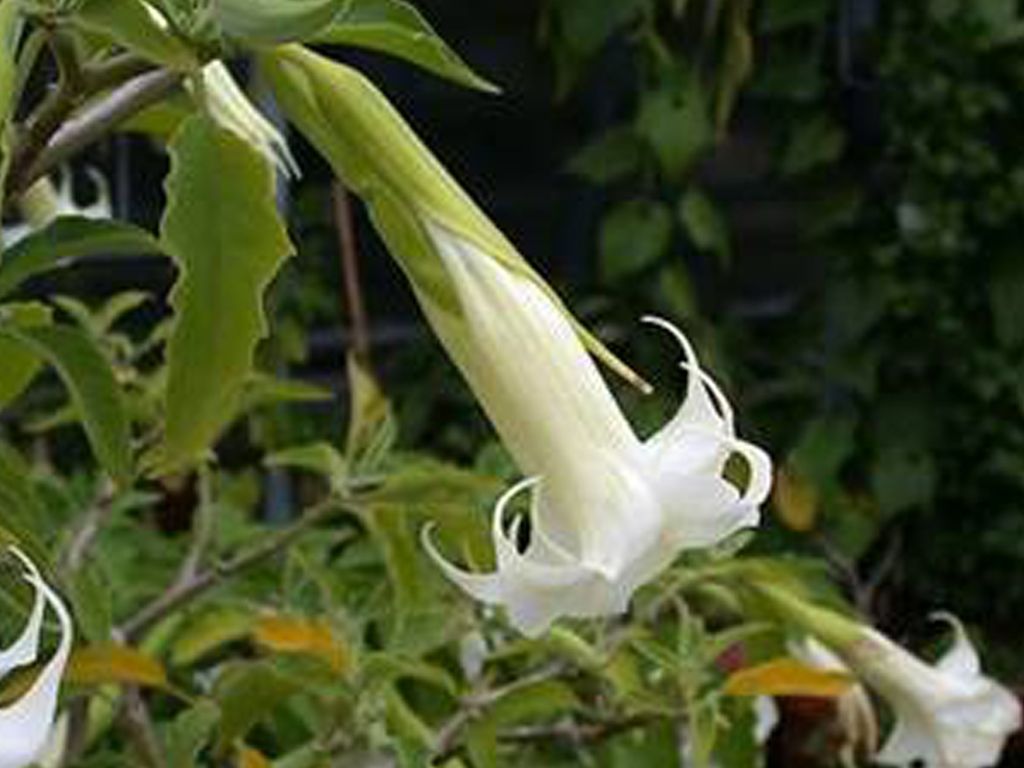 ¿Qué sabemos de la Burundanga?