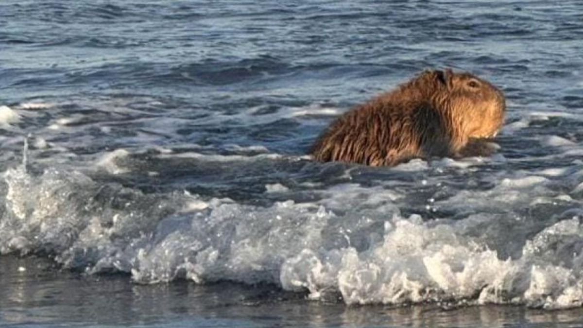 Un carpincho decidió refrescarse en el mar y sorprendió a los turistas
