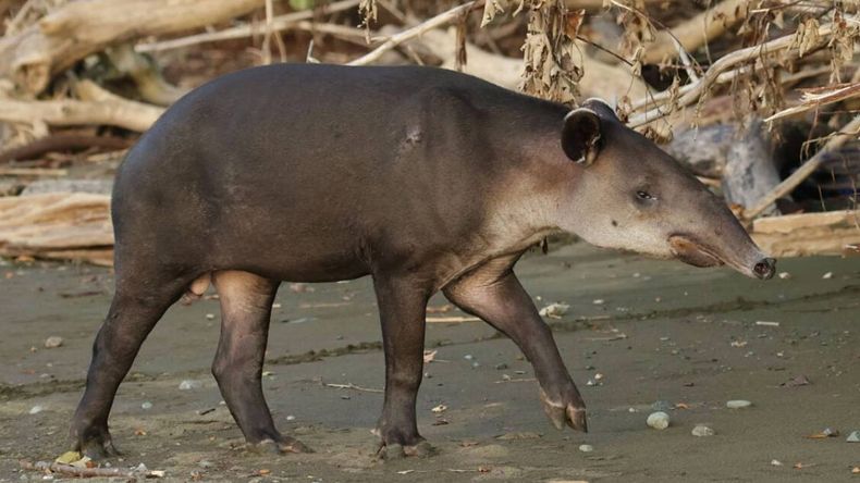 Tucumán: El tapir fue declarado Monumento Natural Provincial