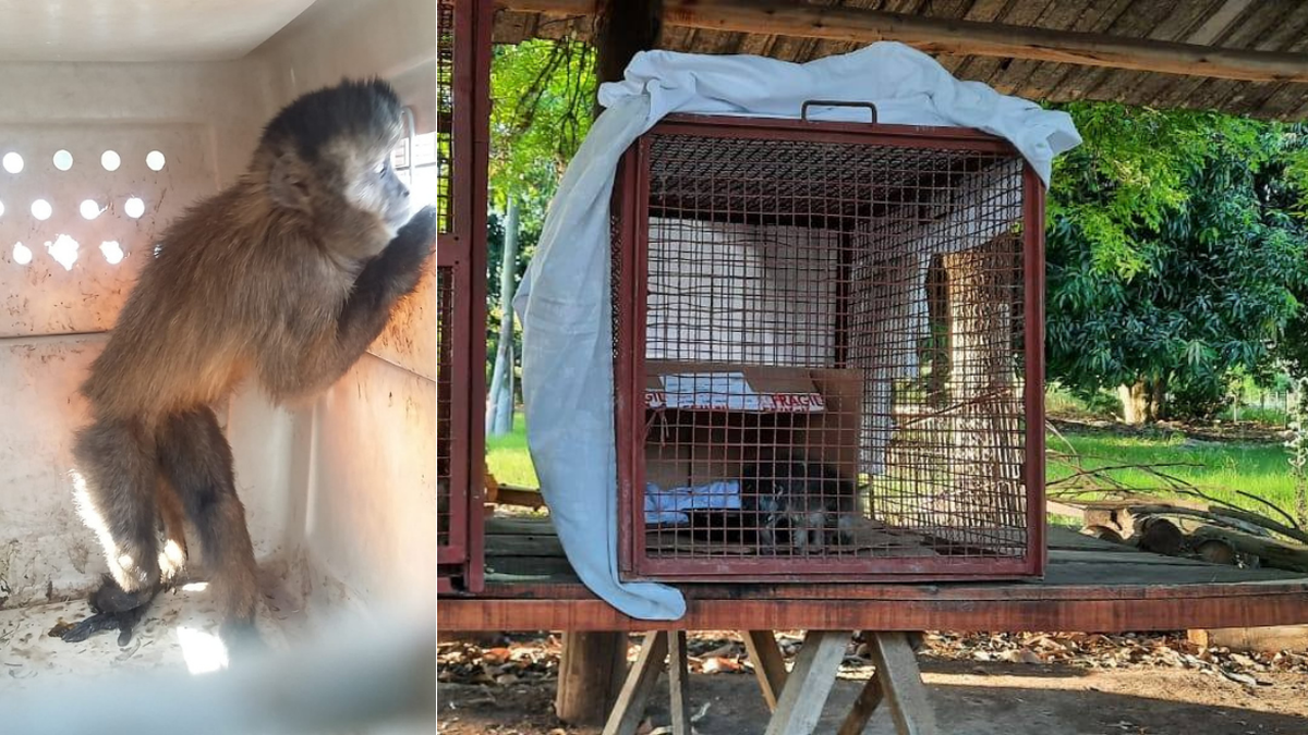 Rescataron un mono caí en Palpalá y un pecarí de collar en Ledesma