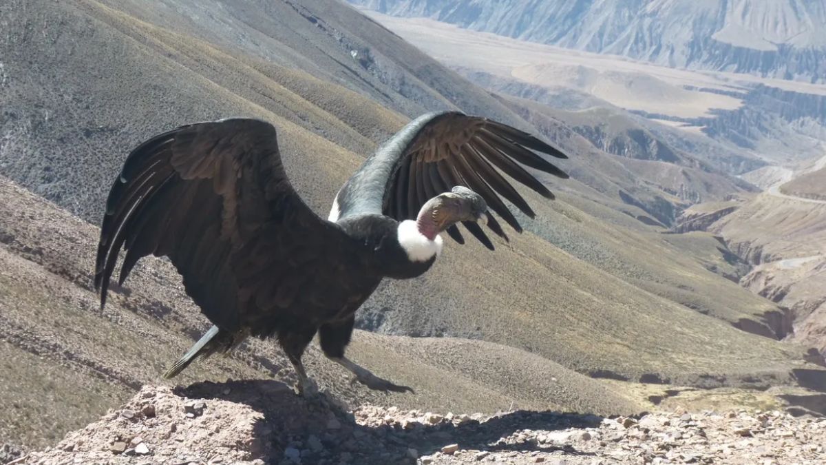 Cóndor Andino: se viene el segundo censo simultáneo en Jujuy