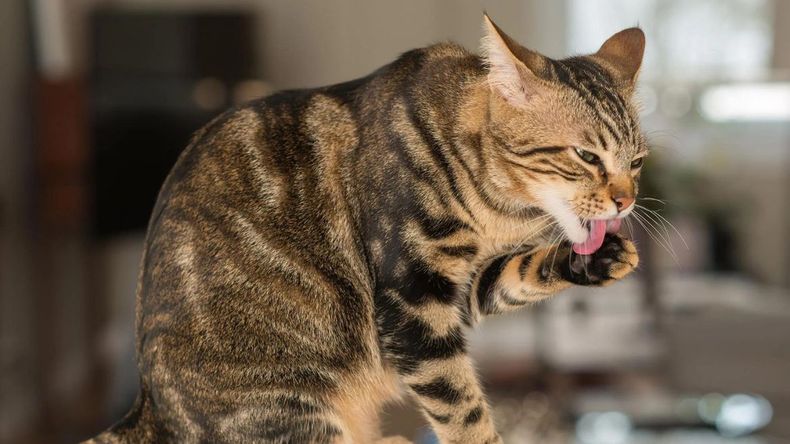 Mascotas: ¿qué significa que tu gato te lama constantemente?