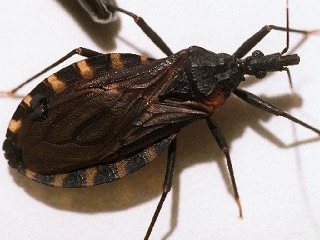 ¿Qué insectos habitan en nuestras casas?