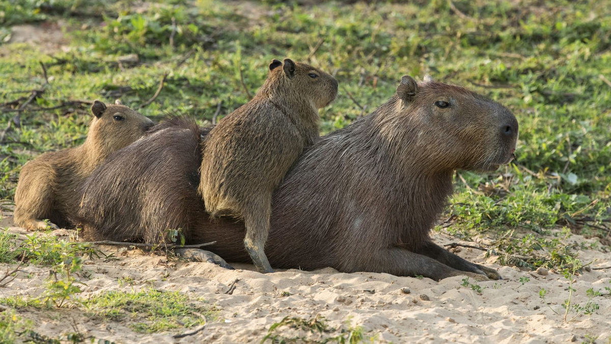 Por qué los carpinchos o capibaras no pueden ser mascotas
