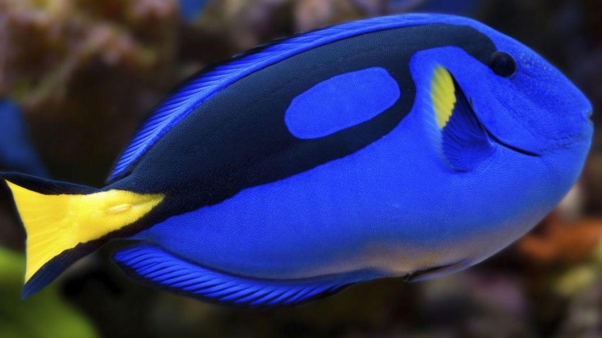 “No busquen a Dory´s”