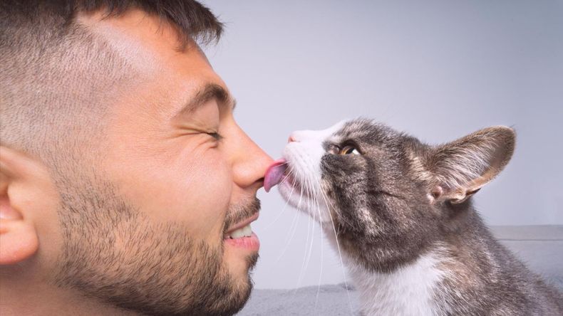 Mascotas: ¿qué significa que tu gato te lama constantemente?