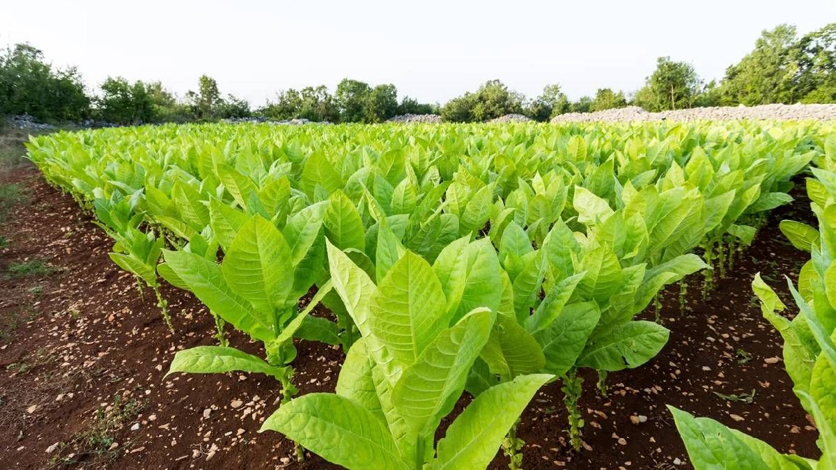Acordaron un aumento del 35% en el precio del tabaco