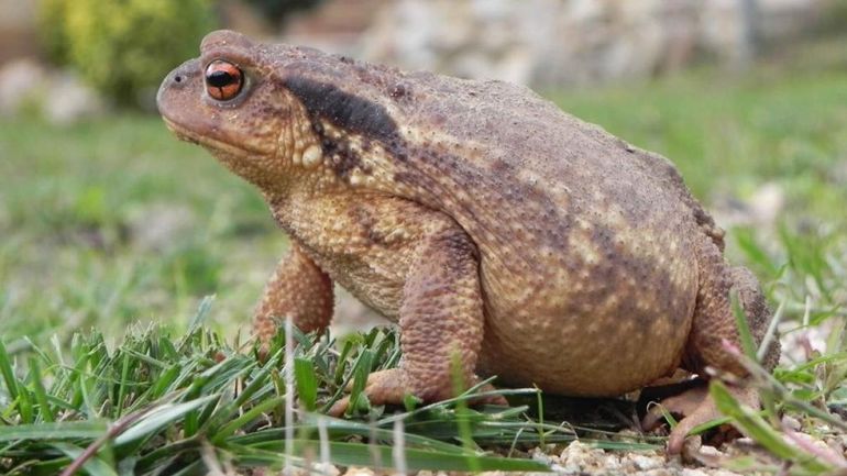 Sapos: qué hacer si aparece uno en el hogar