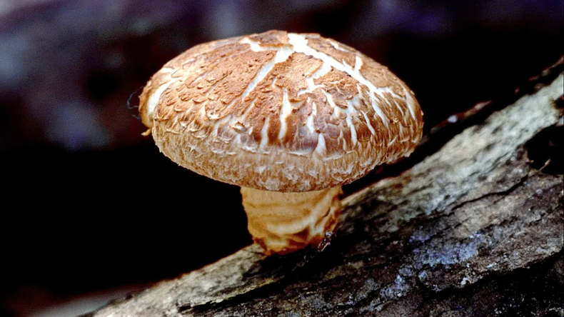 Científicos crean chips biodegradables a partir de hongos: un avance ...