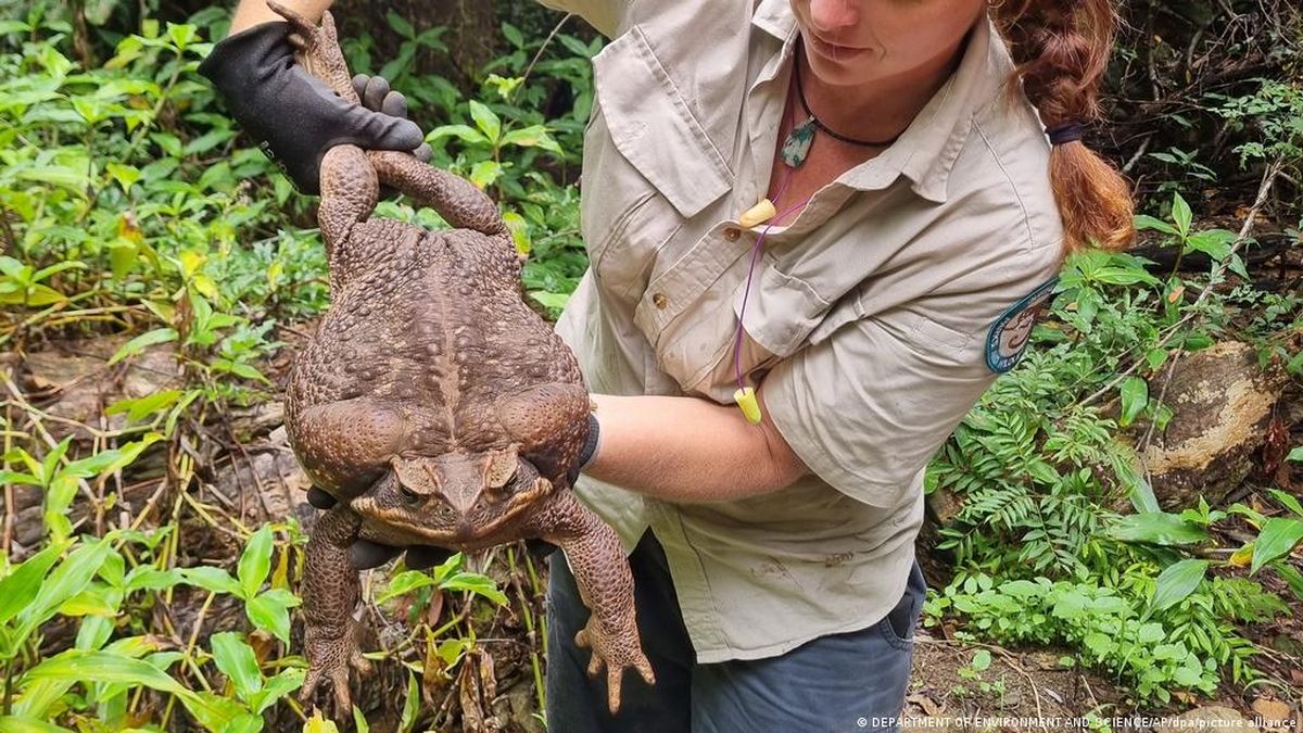 Hallan un sapo gigante de 2,7 kilos en Australia