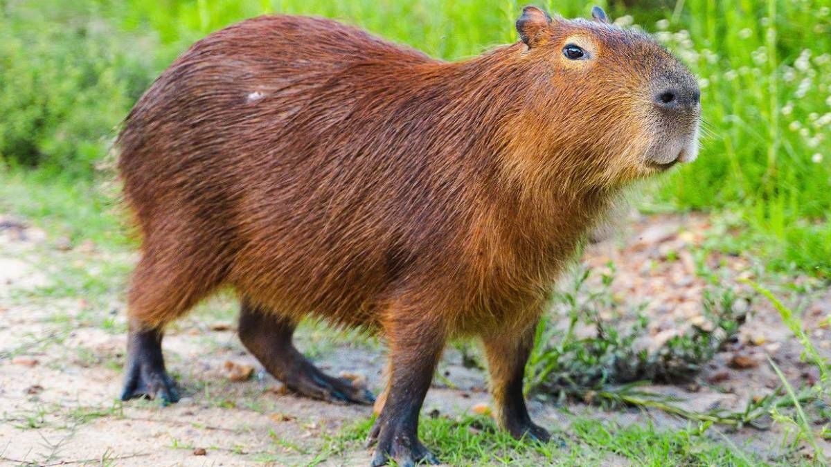 Por qué los carpinchos o capibaras son tendencia en redes sociales