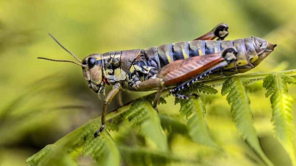 Qué significa la presencia de un grillo en tu casa