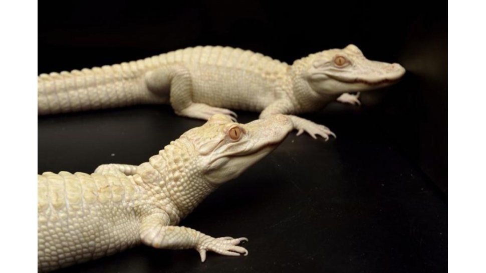 Dos caimanes albinos, las nuevas sorpresas del acuario de París